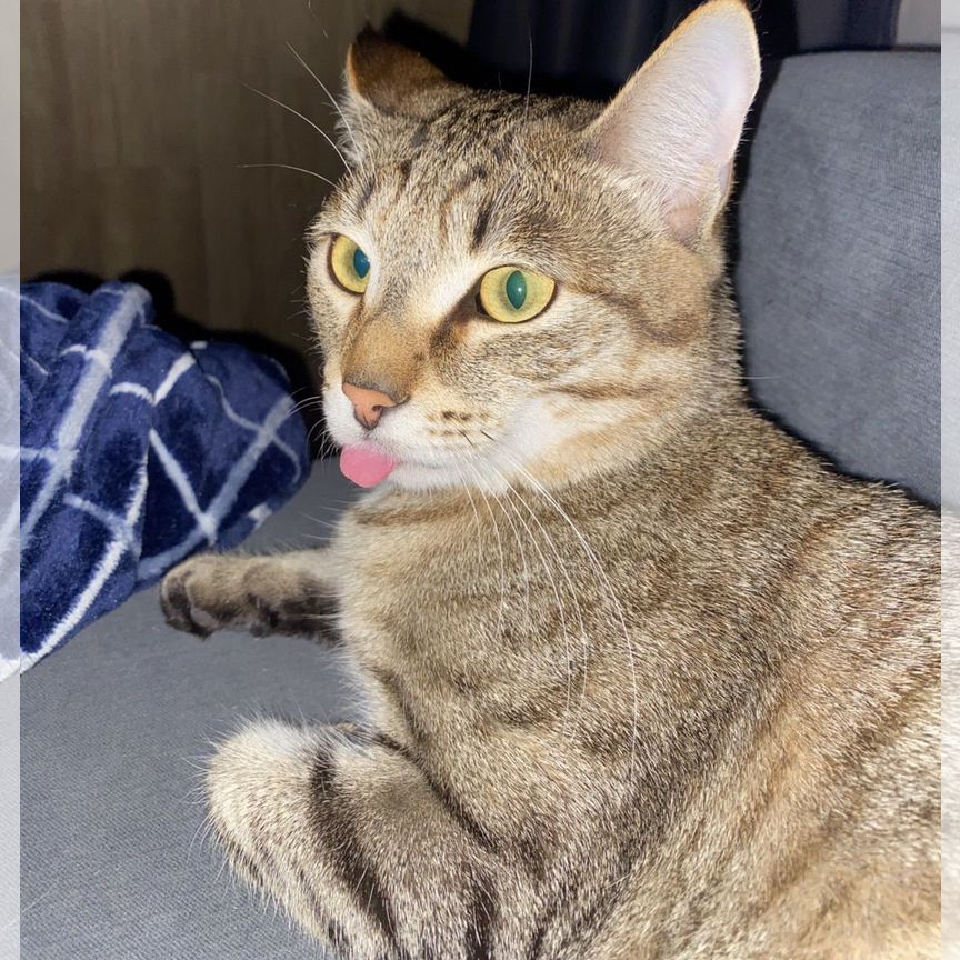 Европейский короткошёрстный, взрослый кот