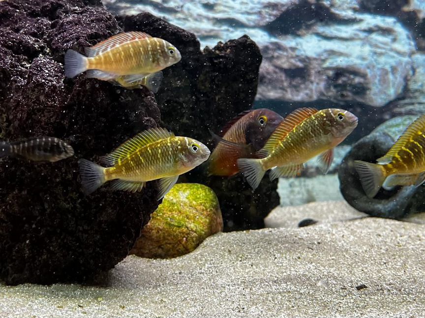 Трофеусы Иланги Еллоу