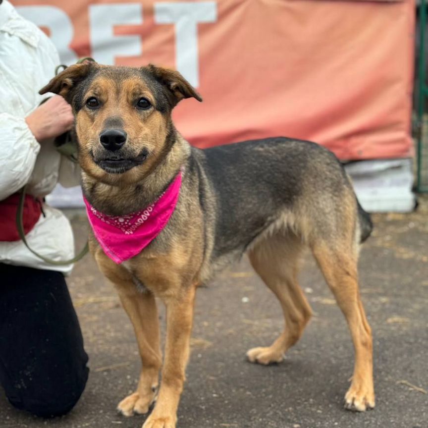 Собака в добрые руки