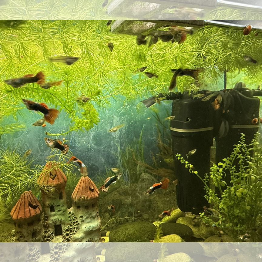 Рыбки "Гупии"