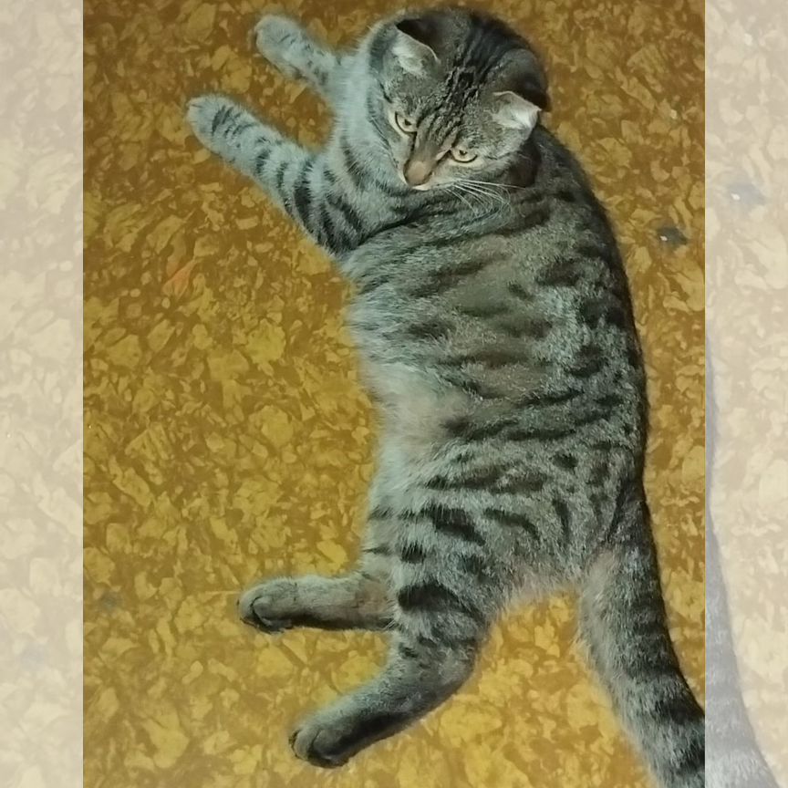 Шотландская вислоухая кошка