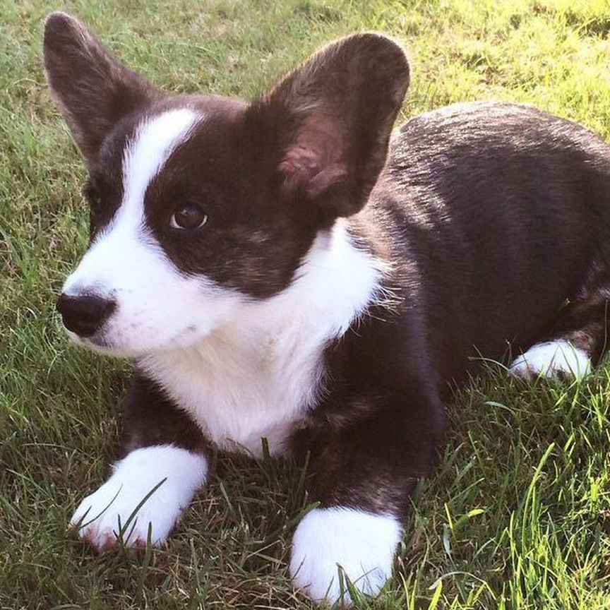 Вельш Корги Кардиган, щенок