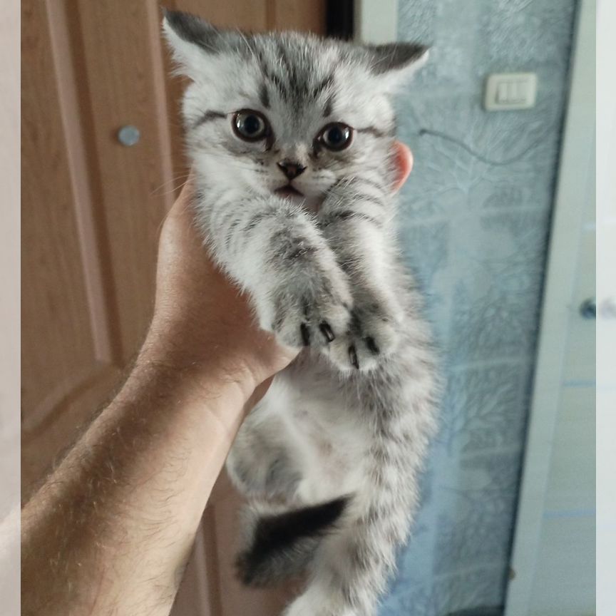 Шотландский вислоухий длинношёрстный котёнок