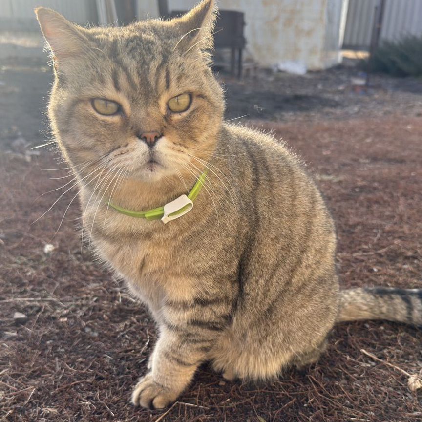 Британский длинношёрстный кот, взрослый