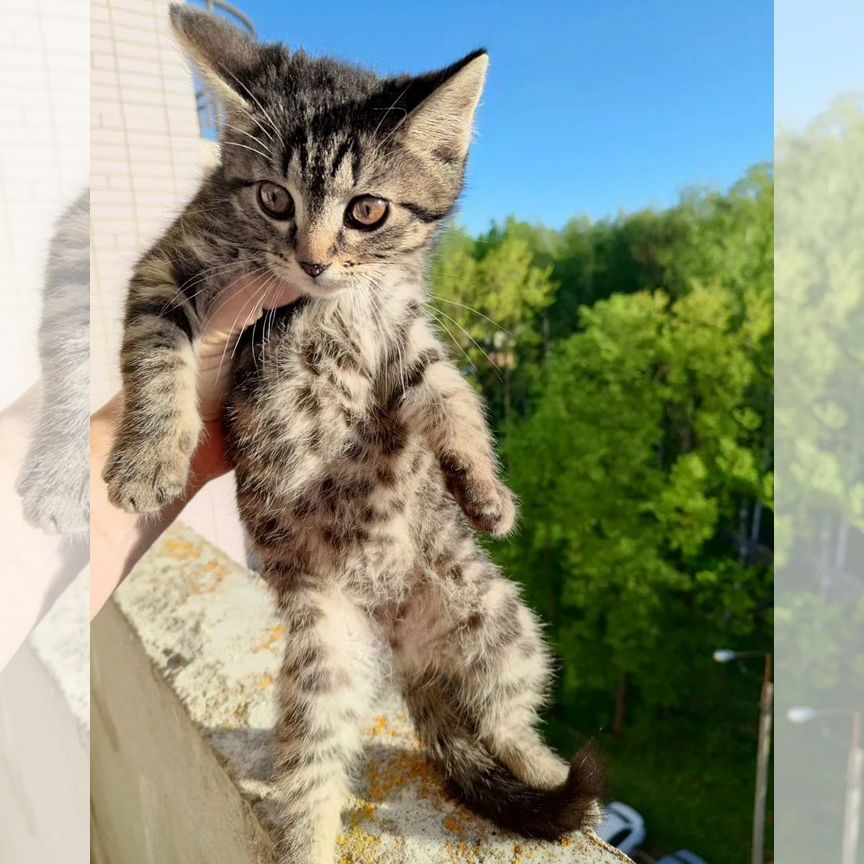 Сибирский котёнок