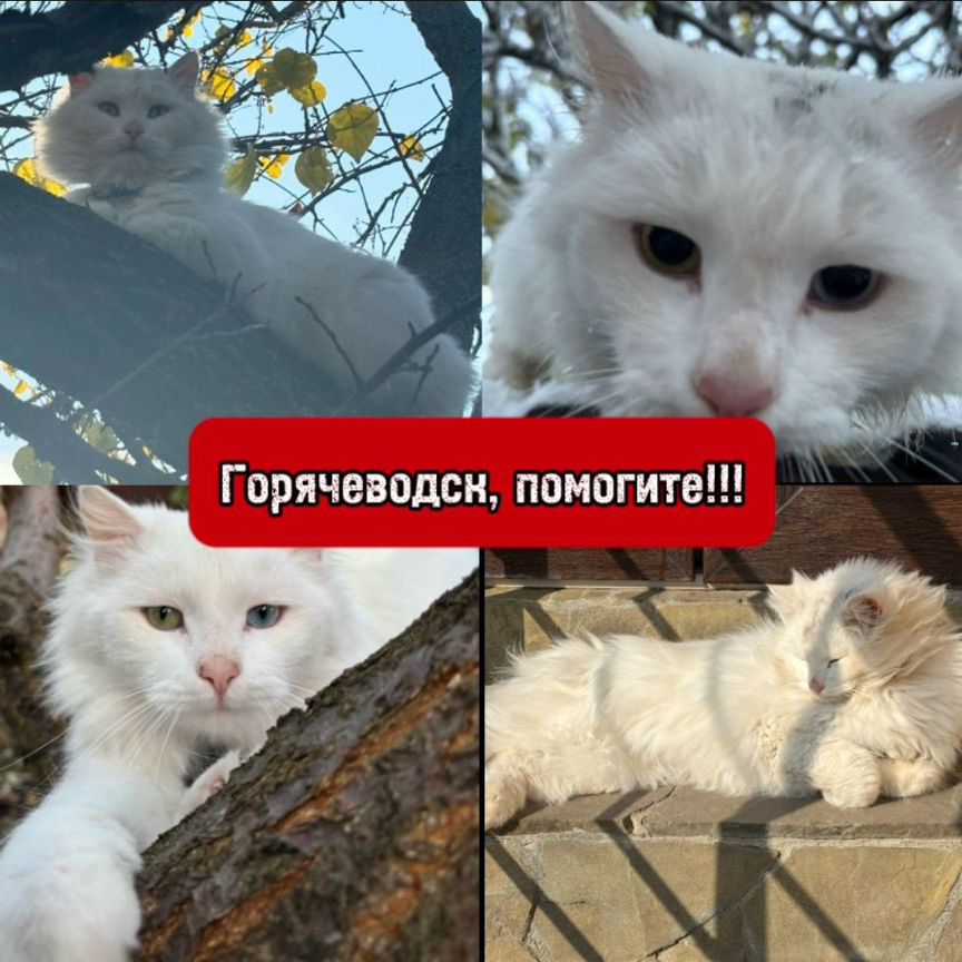 Горячеводск, помогите найти кота