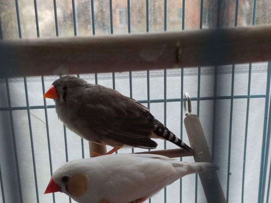 Зебровые амадины