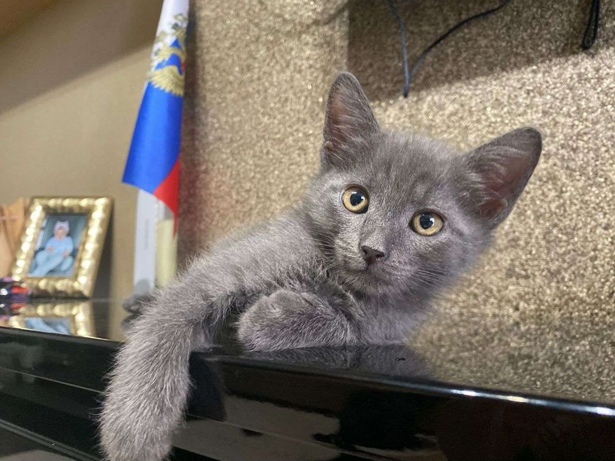 Самый прекрасный котенок