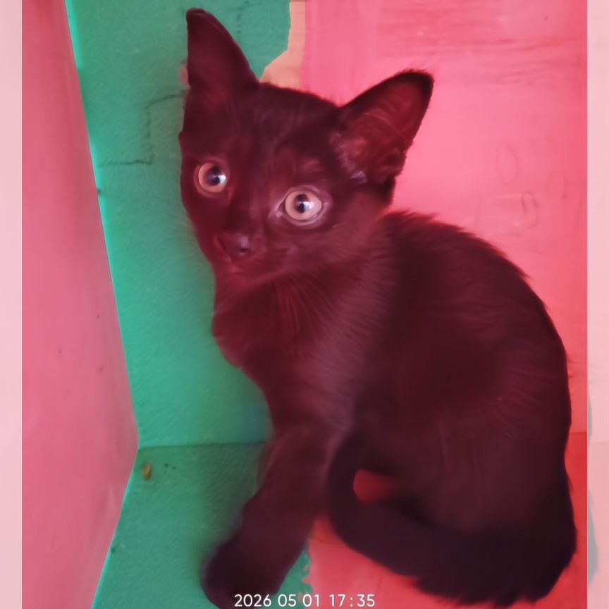 Котёнок в добрые руки