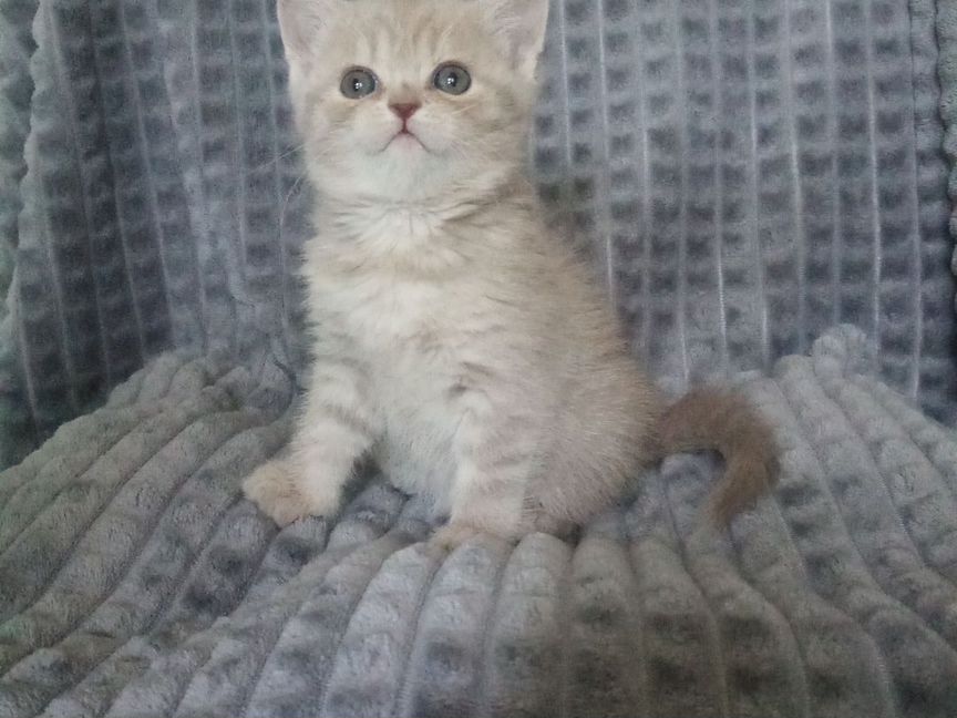 Британские котята