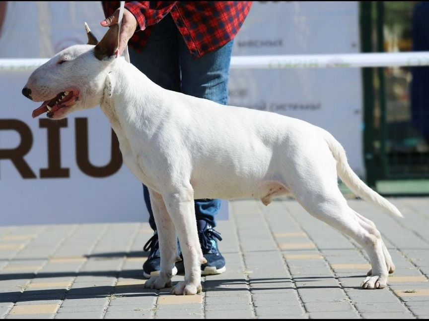 Стандартный бультерьер