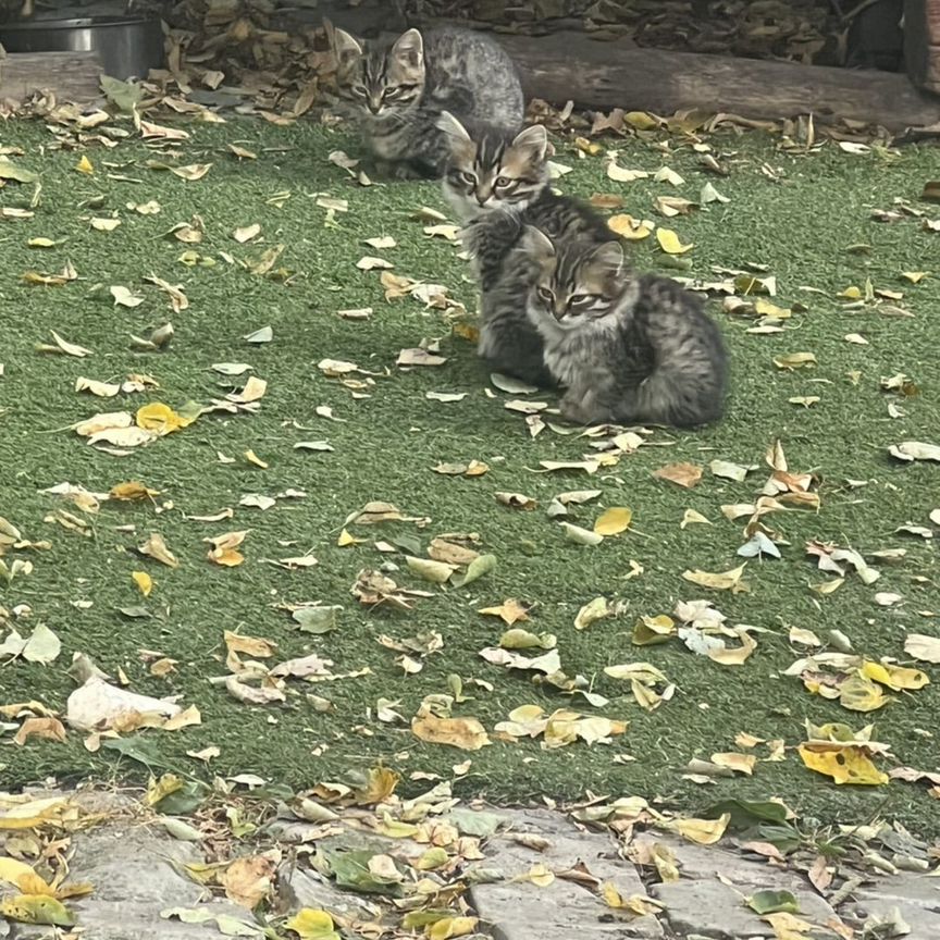 Котята в добрые руки бесплатно