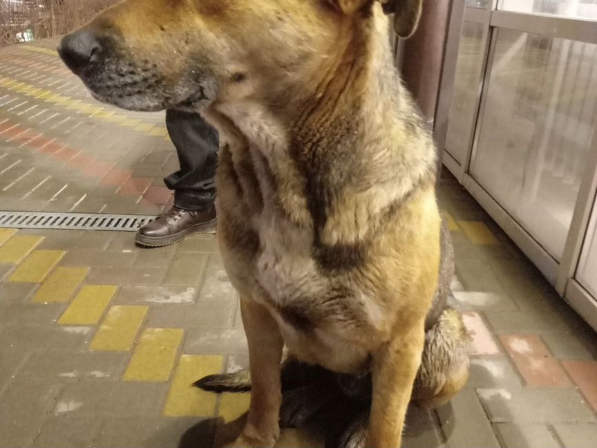 Найдена собака