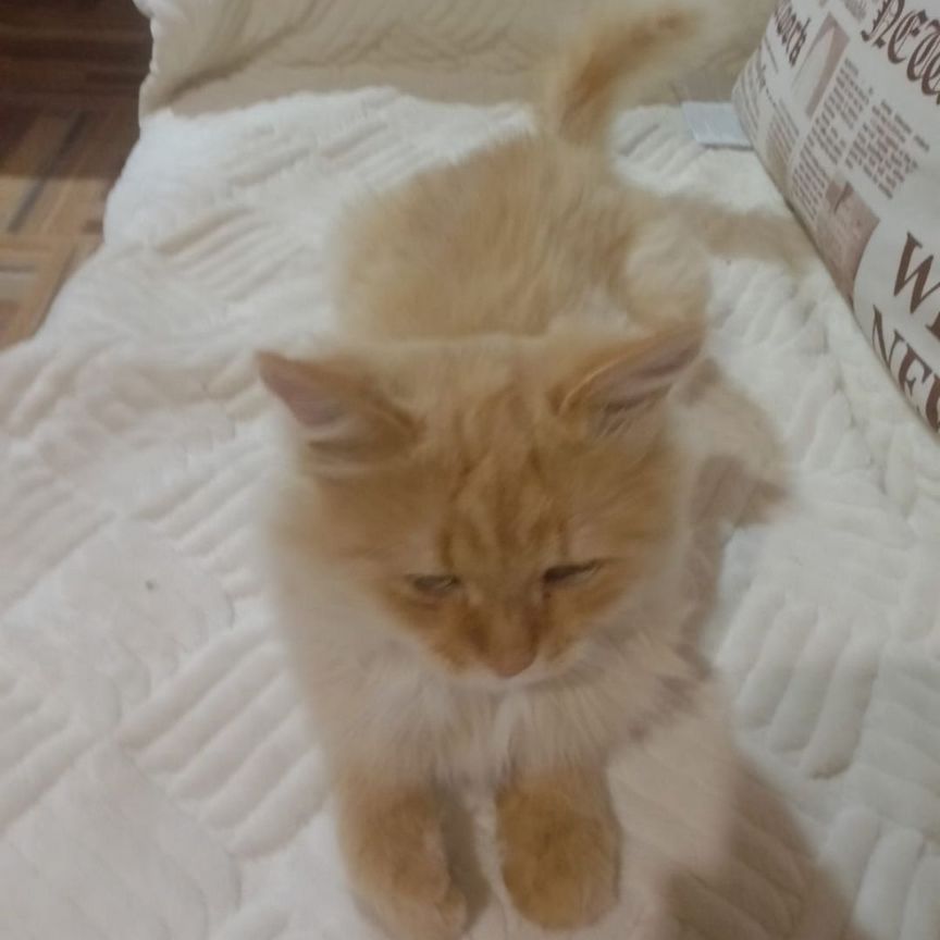 Персиковый котик ищет дом