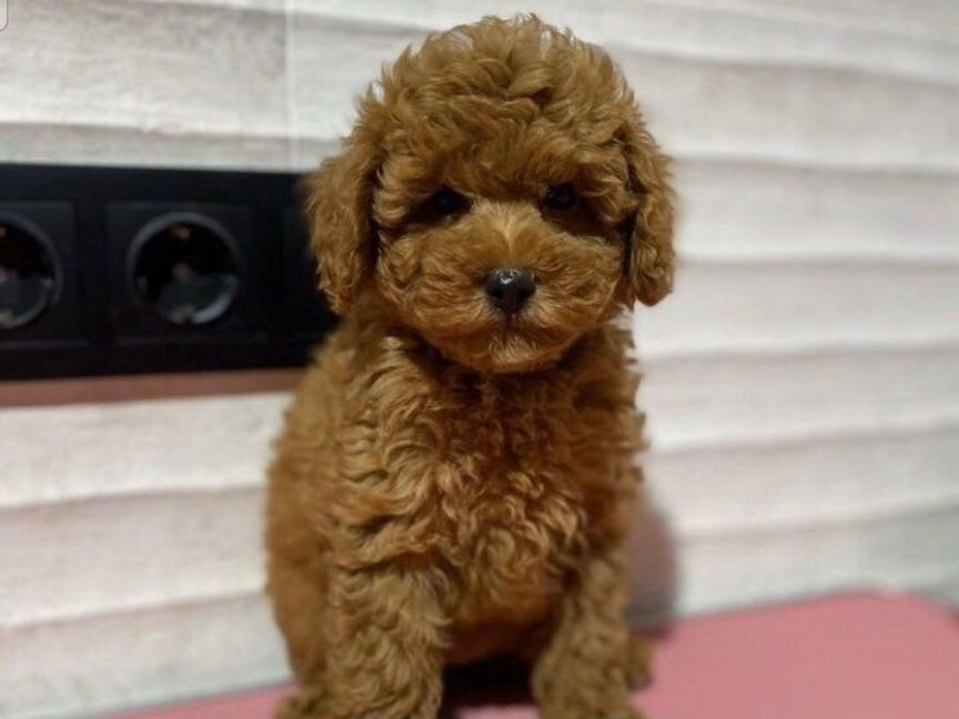 Maltipoo f1 мальтипу ф1 девочк