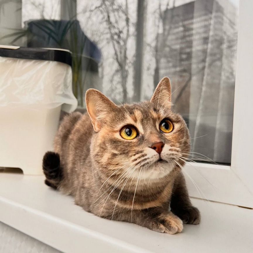 Дарья Дарьевна в добрые руки