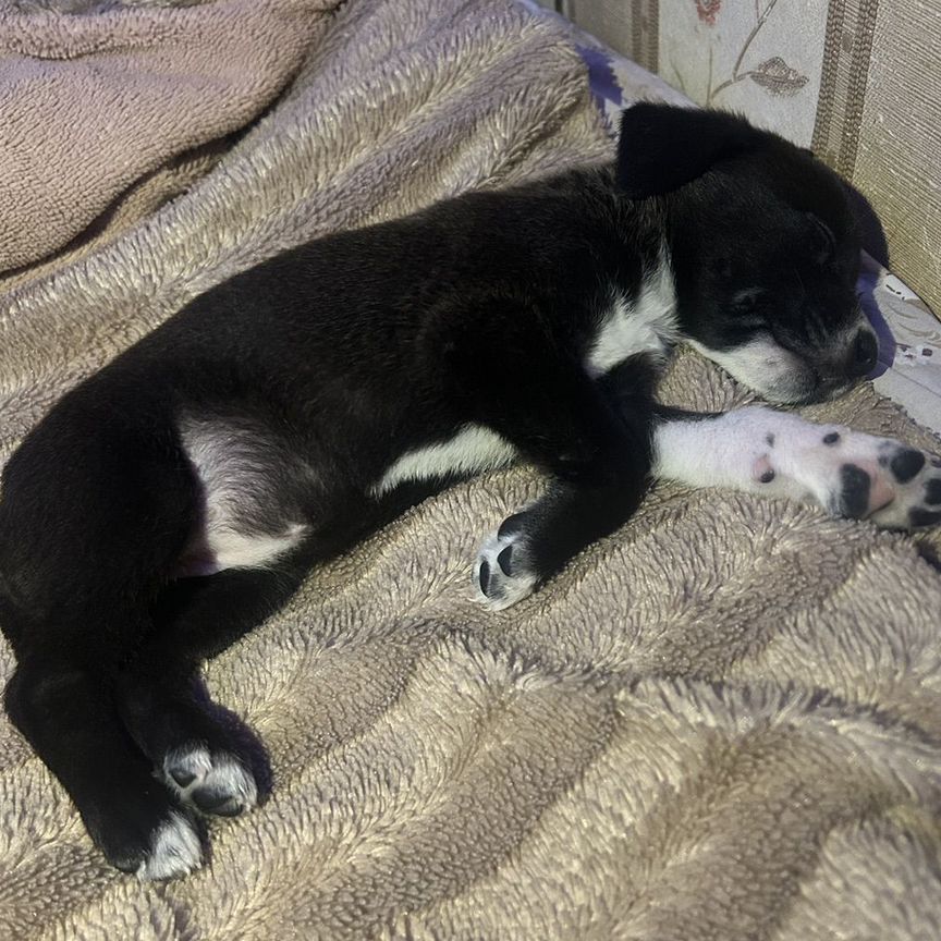 Кане-корсо, щенок