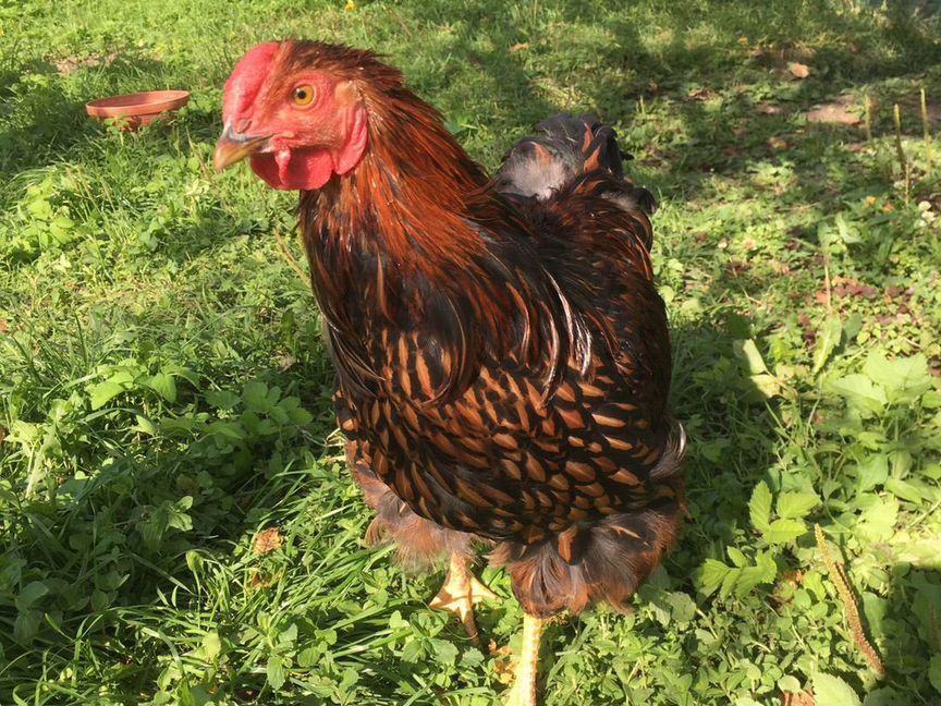 Петухи Виандот золото, Фавероль