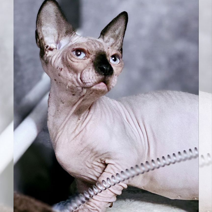 Канадский сфинкс Бамбино кошечка