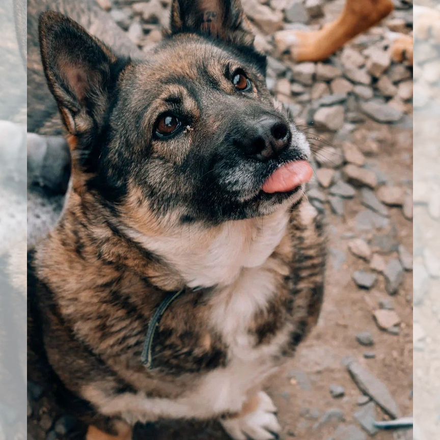 Вельш Корги Кардиган, взрослая собака