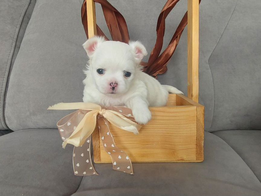 Щенки чихуахуа