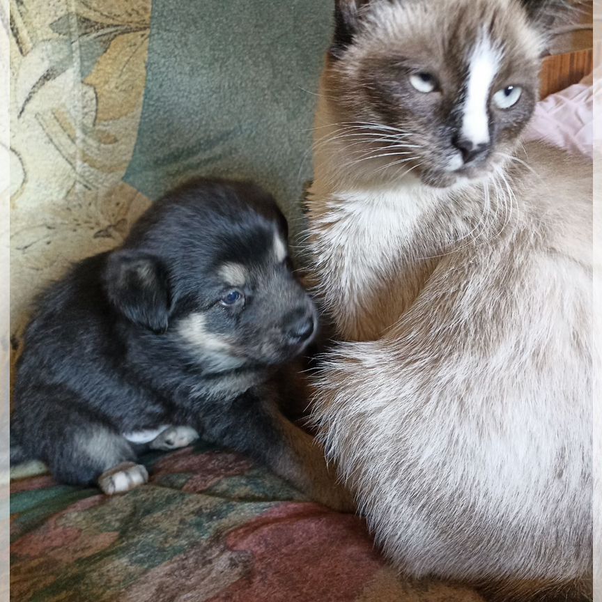 Щенки в добрые руки