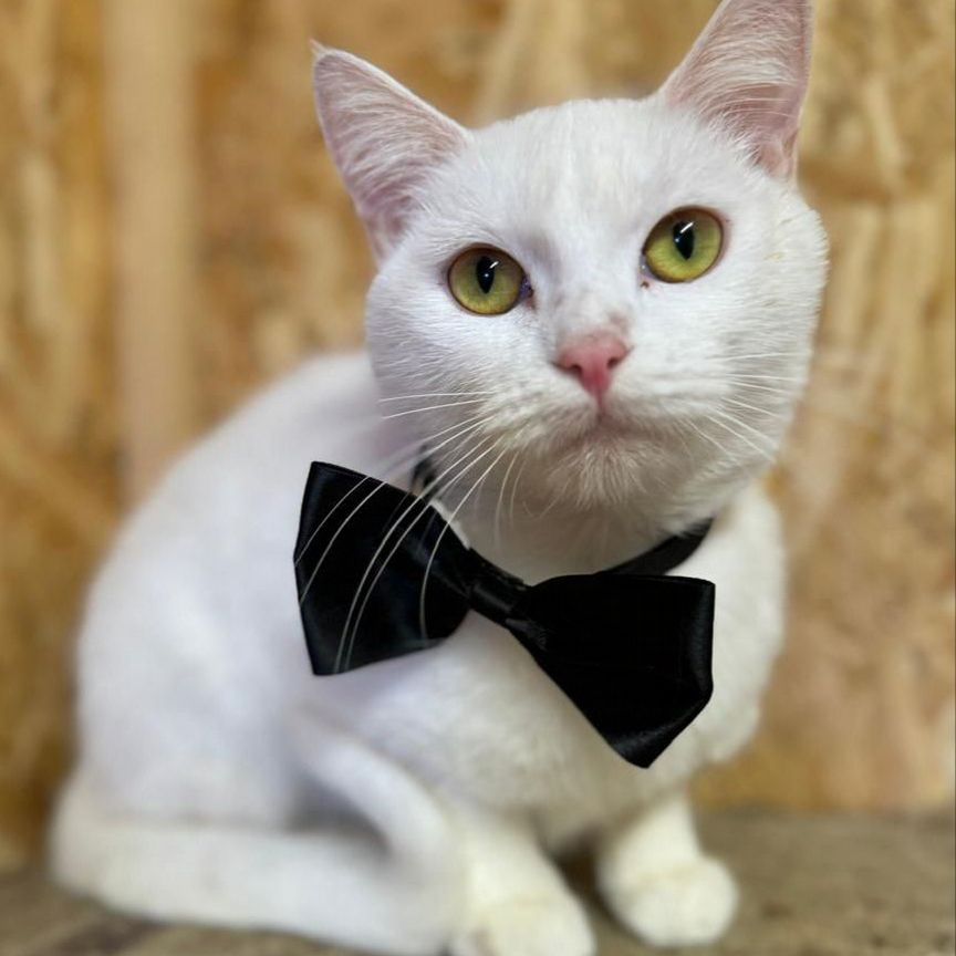 Кошка Снежинка из приюта на счастье