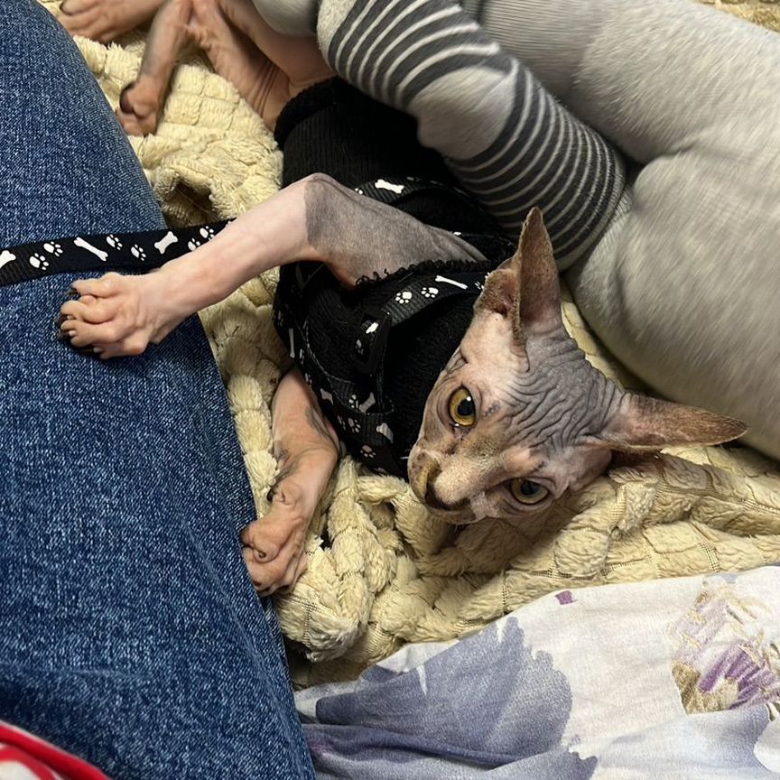 Канадский сфинкс котенок