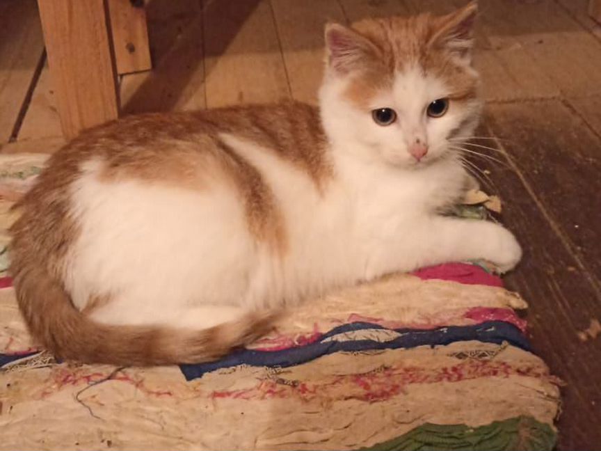 Рыжий котенок девочка в добрые руки