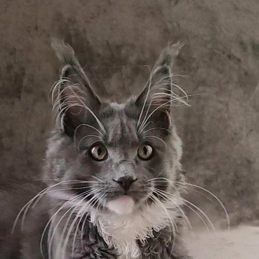 Котята мейн-кун