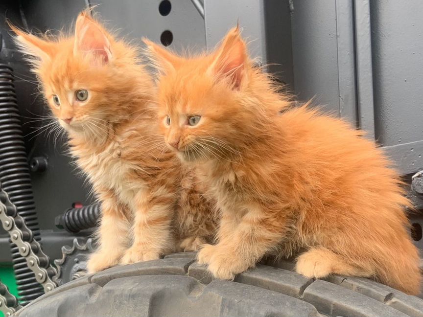 Котята мейн-кун