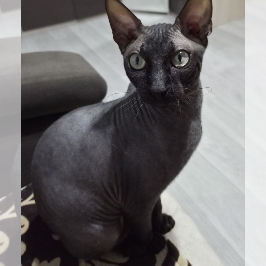 Донской сфинкс, кот вязка