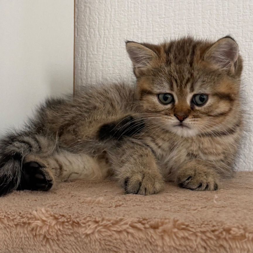 Шотландский вислоухий короткошёрстный котёнок