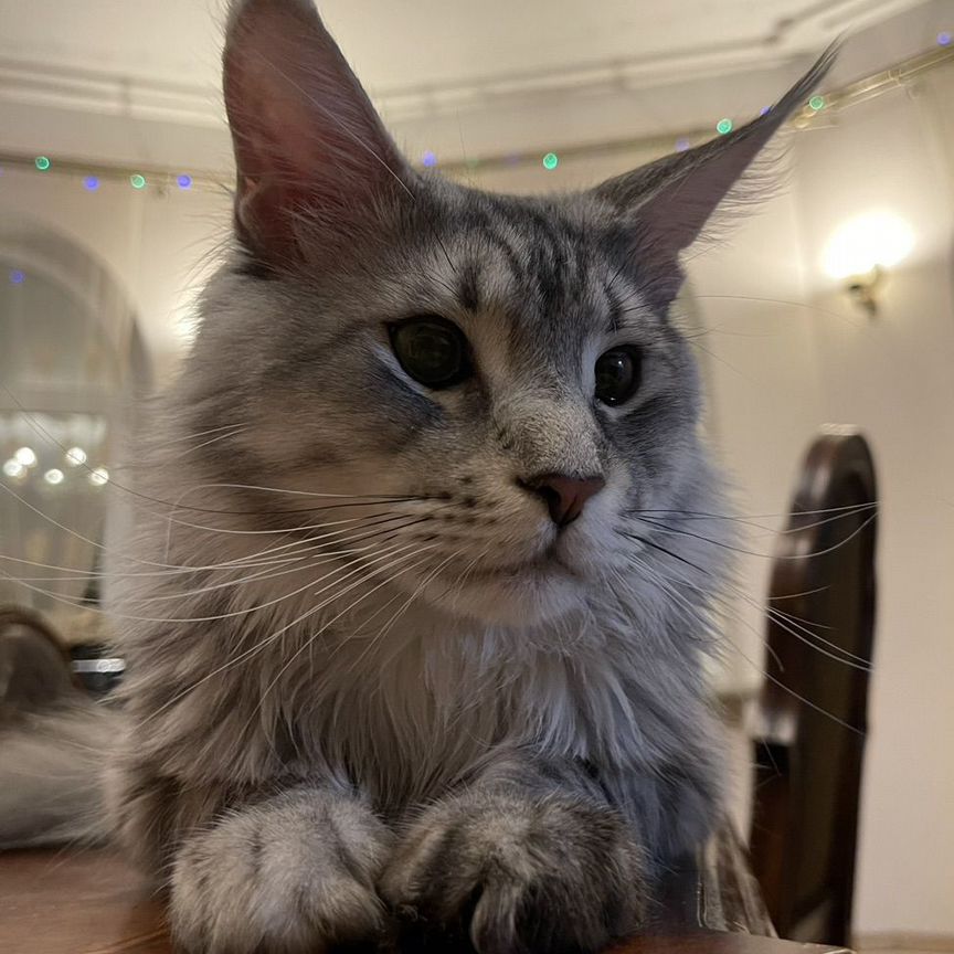 Мейн-кун кот Один год серый