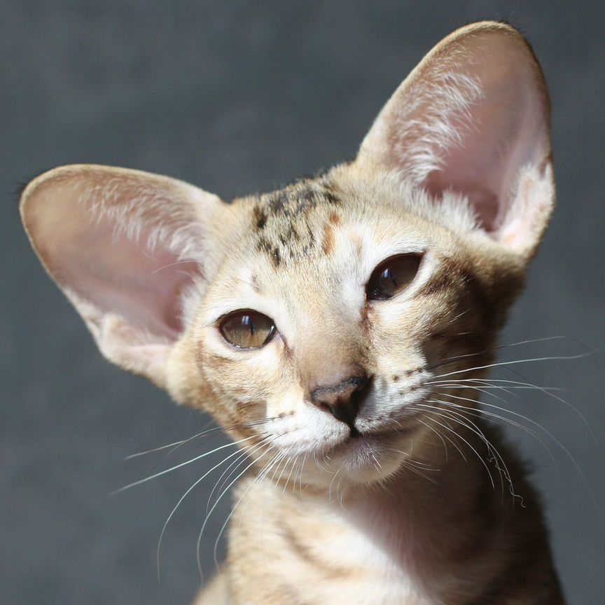 Красивая девочка