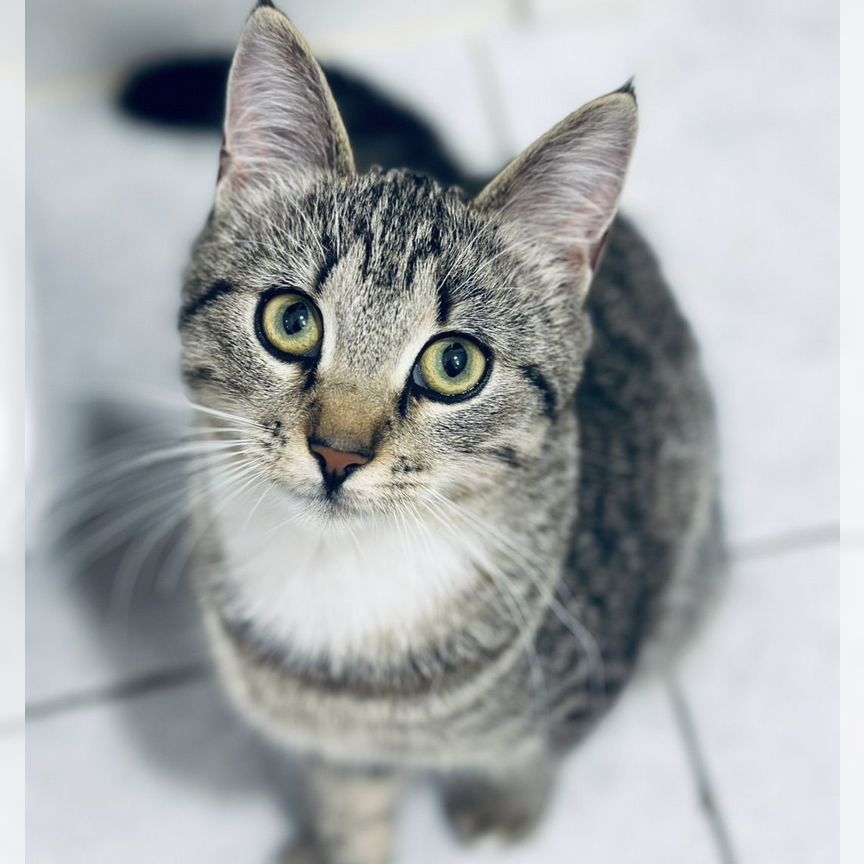 Котёнок Алиса