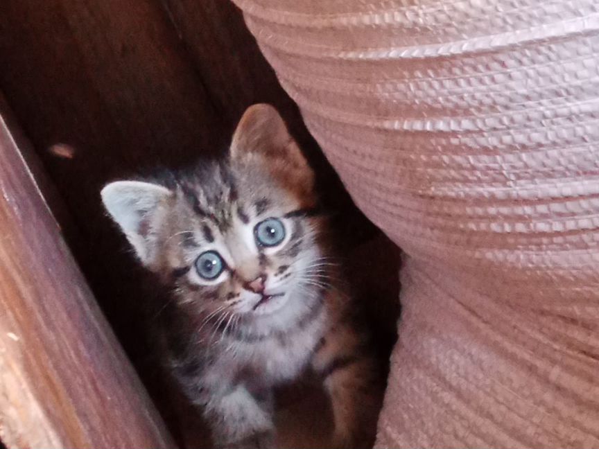 Кошечка в добрые руки