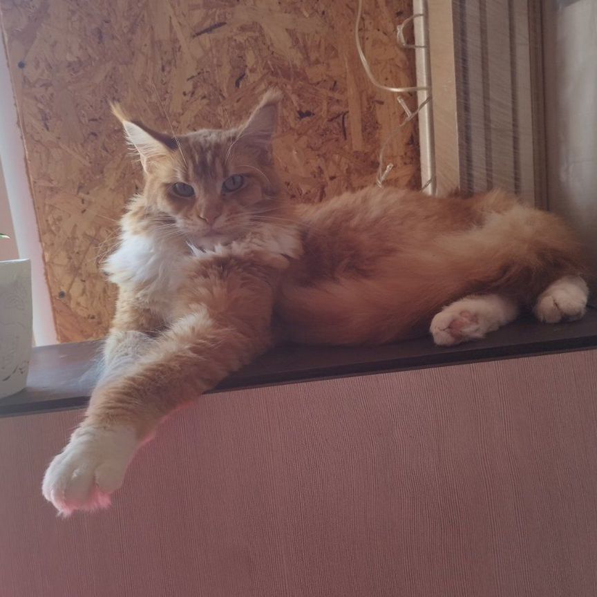 Мейн-кун девочка 2года