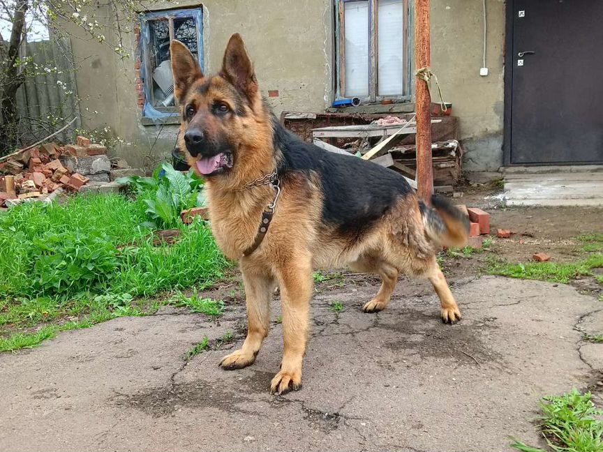 Немецкая овчарка вязка кабель