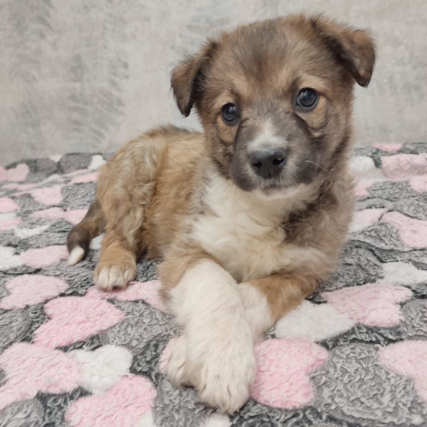 Анфиса в дар