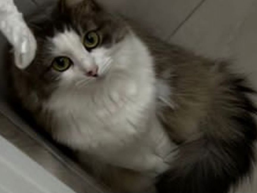 Кошка