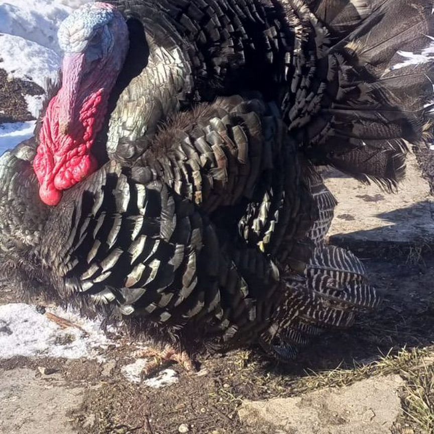 Индюшата хайбрид конвертер и бронза