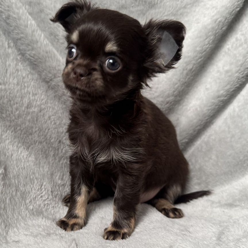 Чихуахуа, щенок