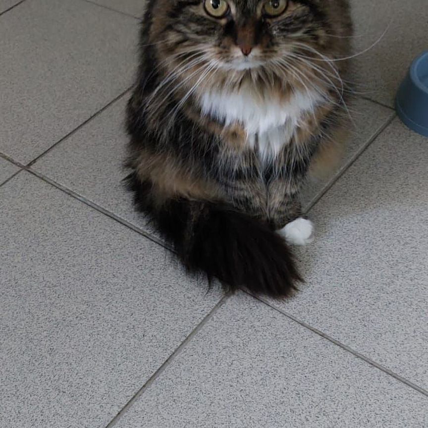 Кошка в хорошие руки