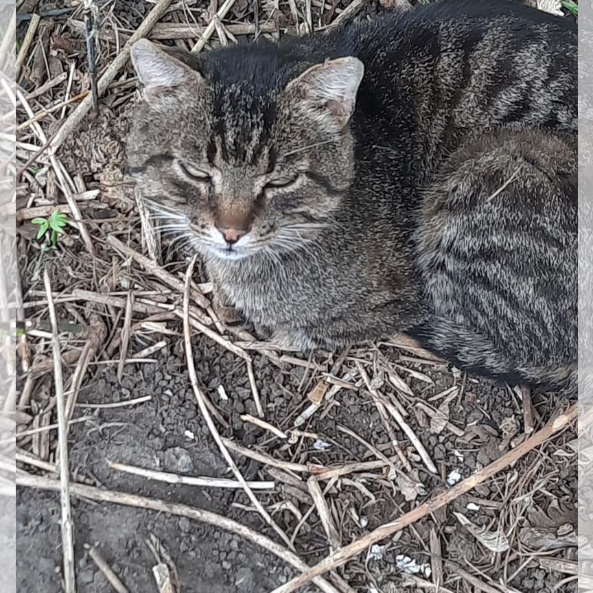Котик в добрые руки