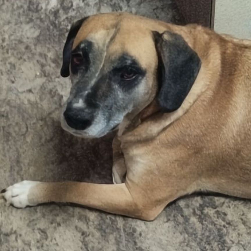 Взрослая собака в добрые руки