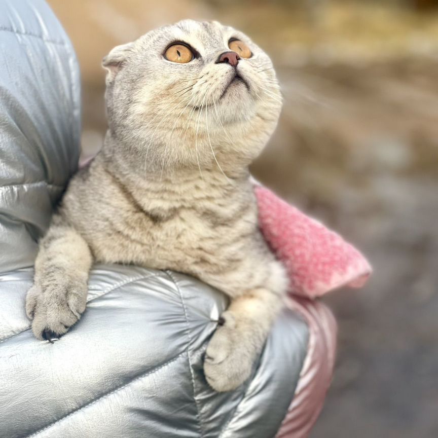 Шотландская вислоухая кошка