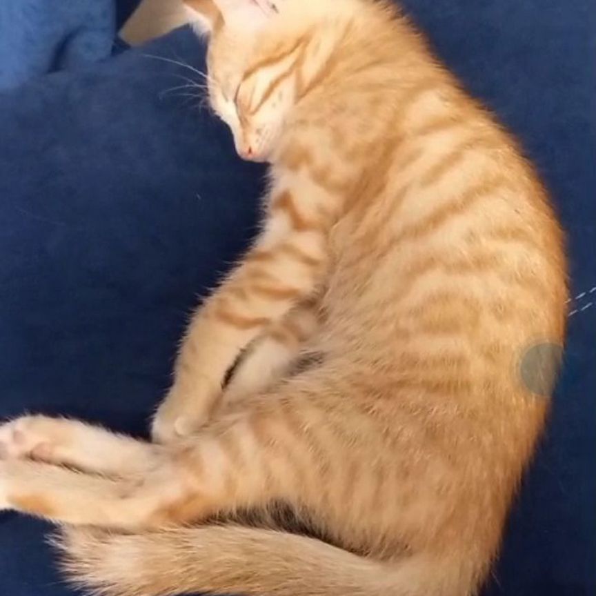 Рыжий кот мальчик
