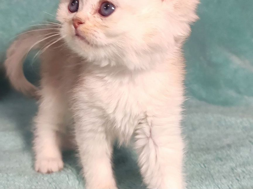 Шотландские котята