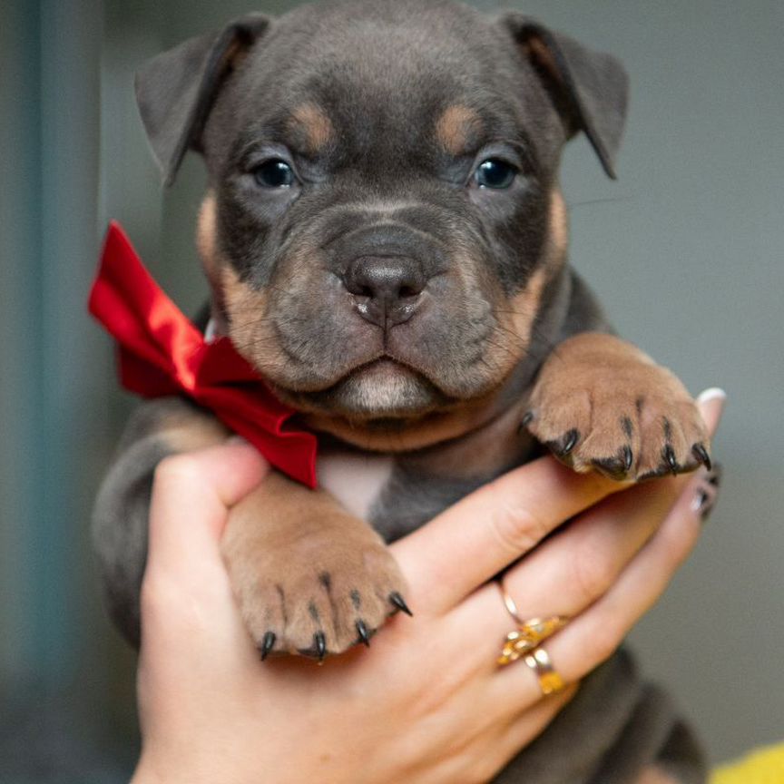 Американский булли, щенок